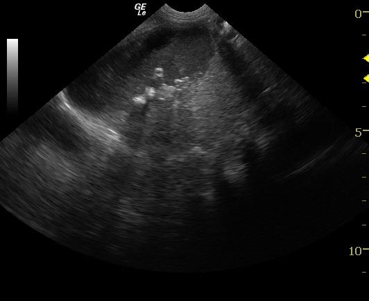 Cholelithiasis in a 14 year old FS Miniature Schnauzer dog - Members