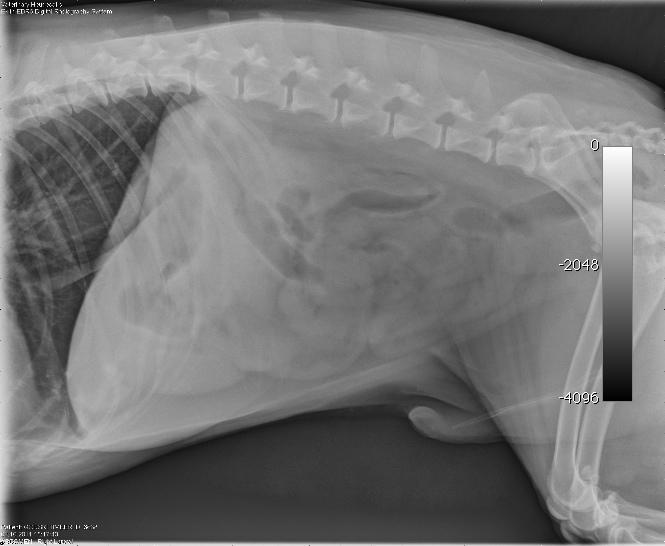 Intussusception in a 10 year old MN German Shepherd mixed dog - Members