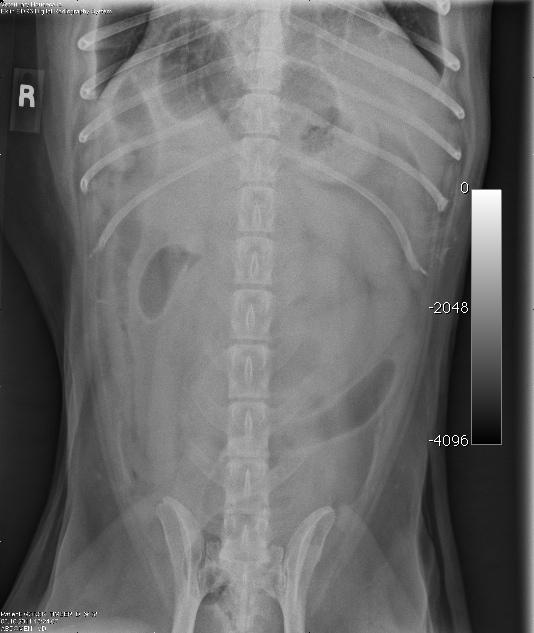 Intussusception in a 10 year old MN German Shepherd mixed dog - Members