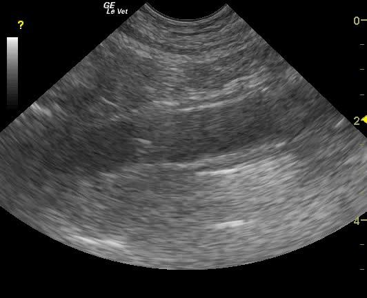 Intussusception in a 10 year old MN German Shepherd mixed dog - Members