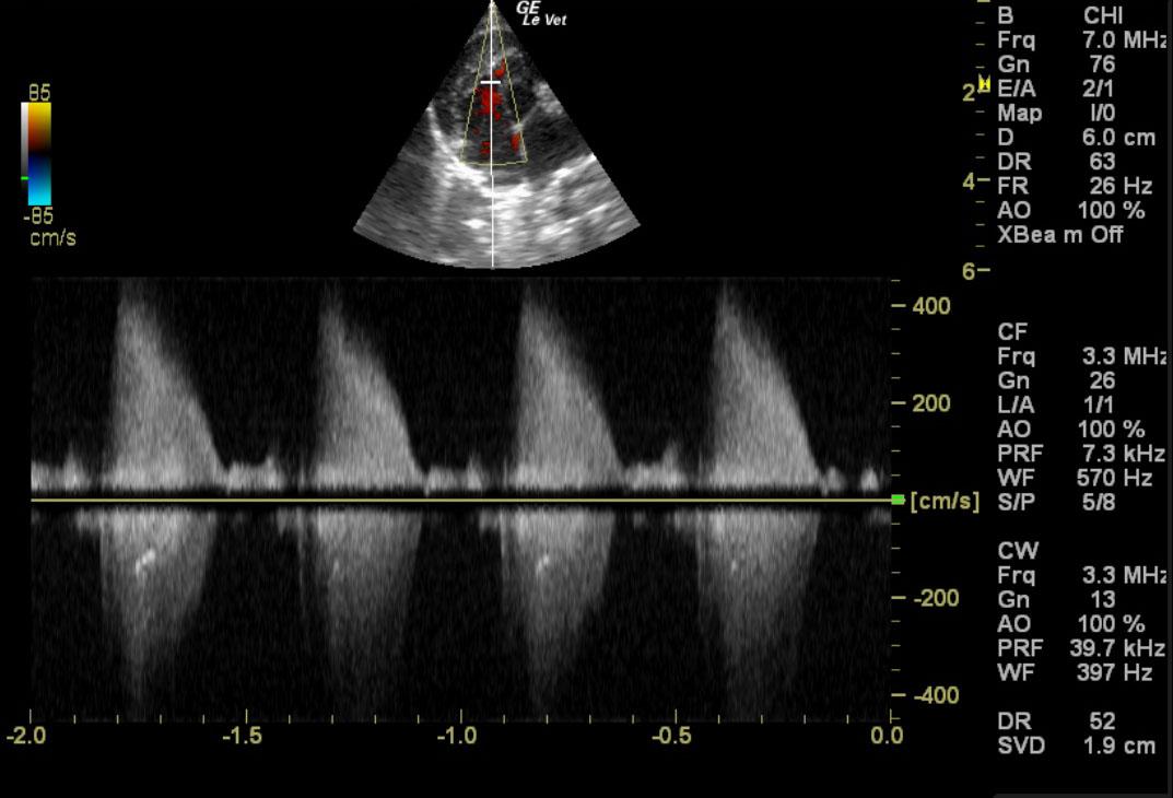 Ventricular Septal Defect and Reversal of Flow in a 1 year old Cat with ...