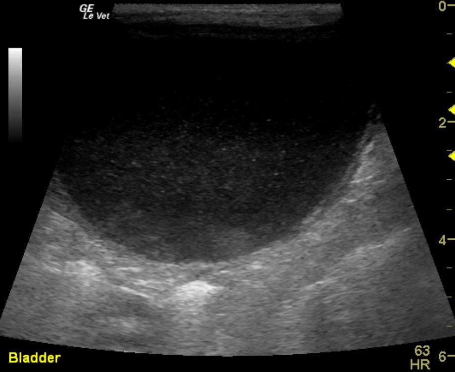 Transitional Cell Carcinoma Of The Prostate And Lymph Node In A 13 Year