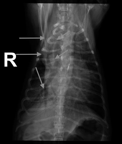 RADS - Cardiogenic Pulmonary Edema with Mitral Insufficiency in a 10 ...