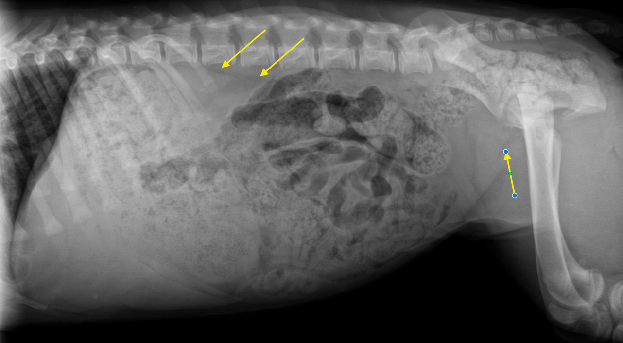 RADS - Normal Abdomen with Hematuria in a 12 week old F Labradoodle dog ...