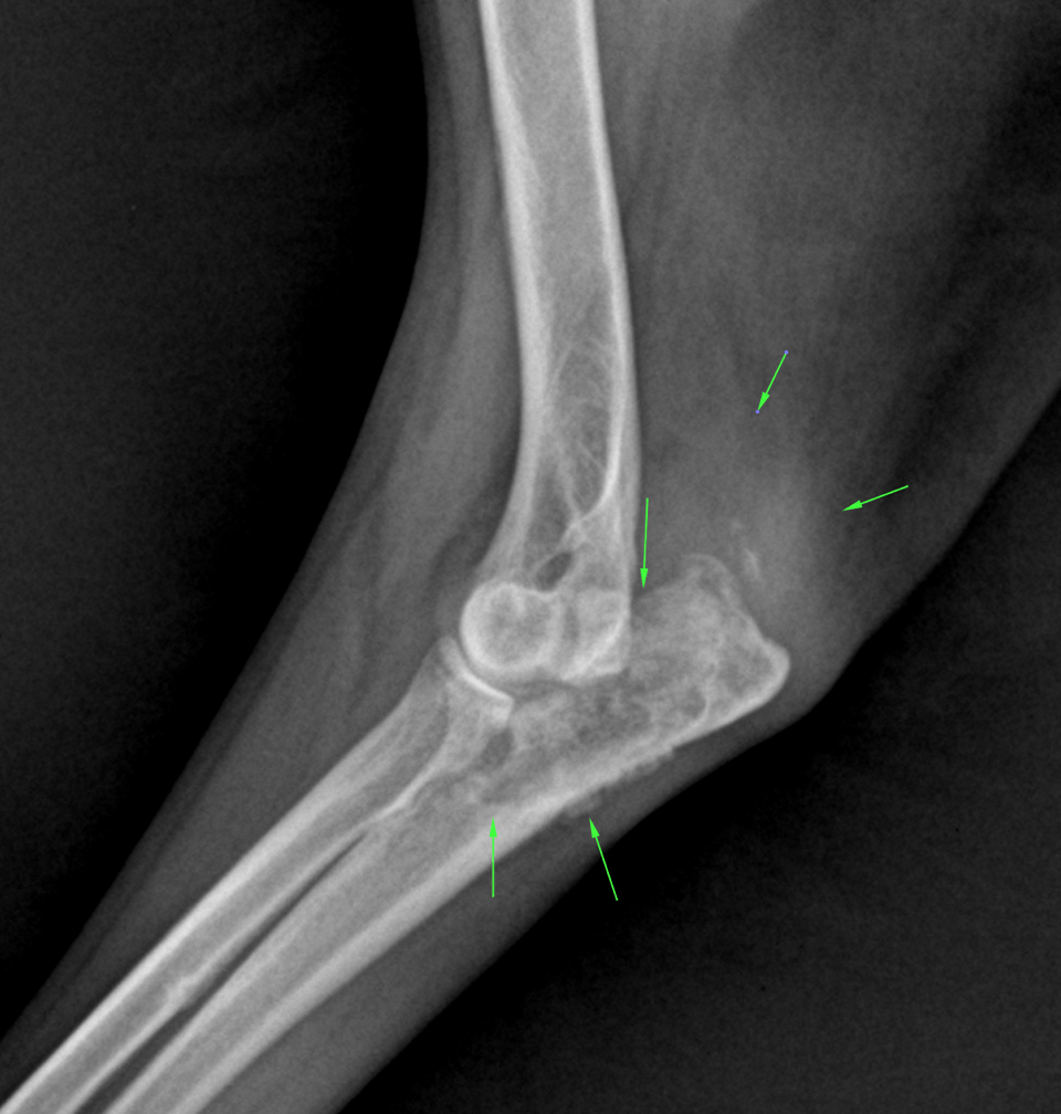 RADS - Aggressive Osteolytic Ulnar Bone Lesion in a 13 year old FS ...