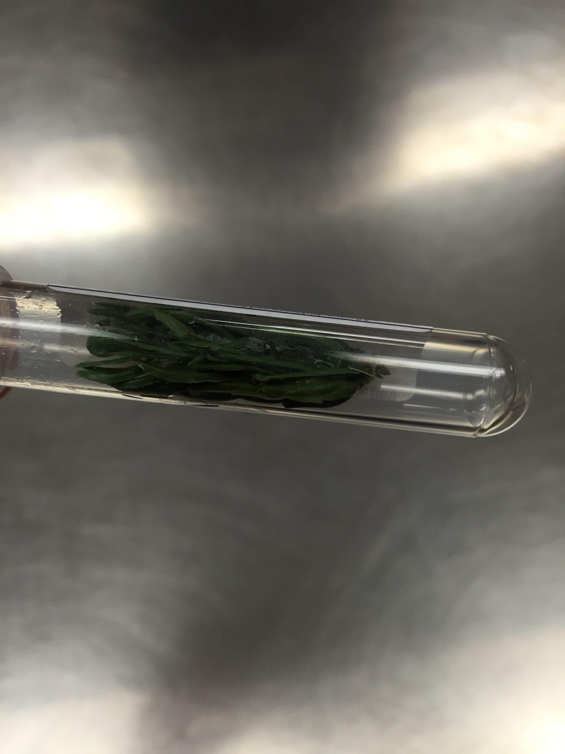 Linear foreign body gastric/intestinal obstruction in a 2 year old FS ...