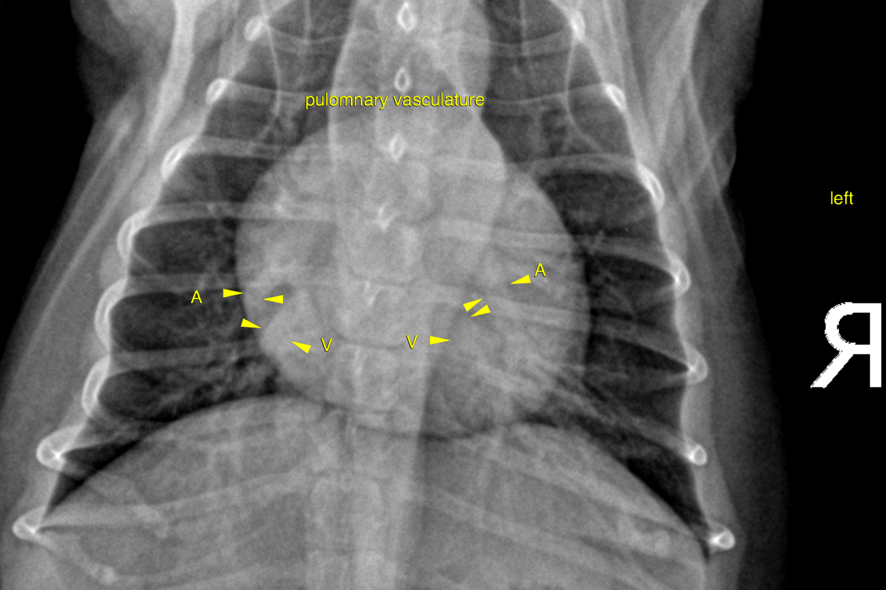 RAD - Cardiomegaly and hyperperfusion of the lung in a 12 year old FS ...