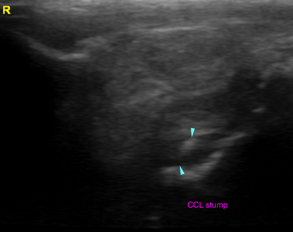 ORTHO - Full right cranial cruciate ligament (CCL) rupture in a 7 year ...