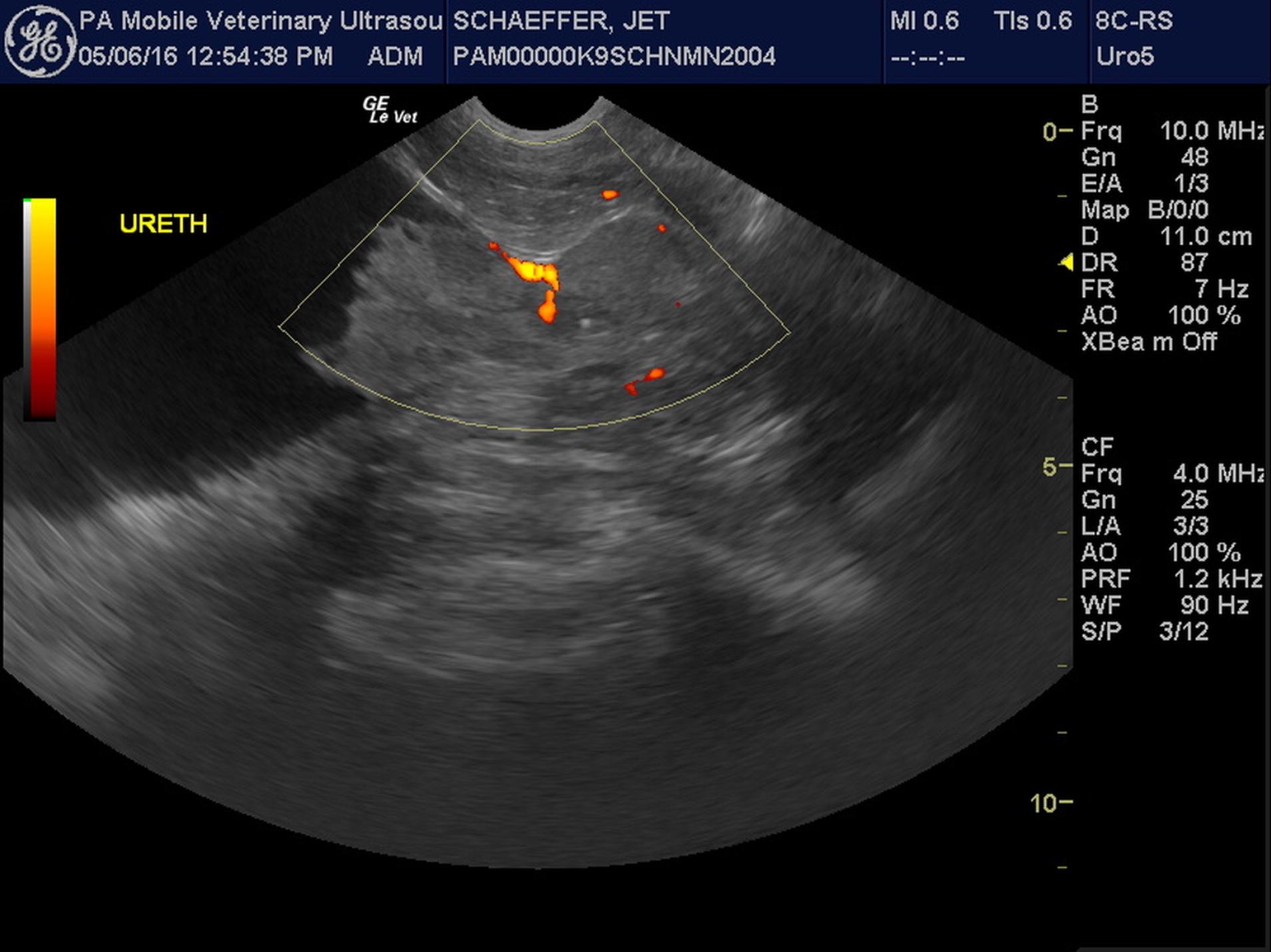 Prostatic carcinoma in a 12 year old MN Schnauzer with an apical ...