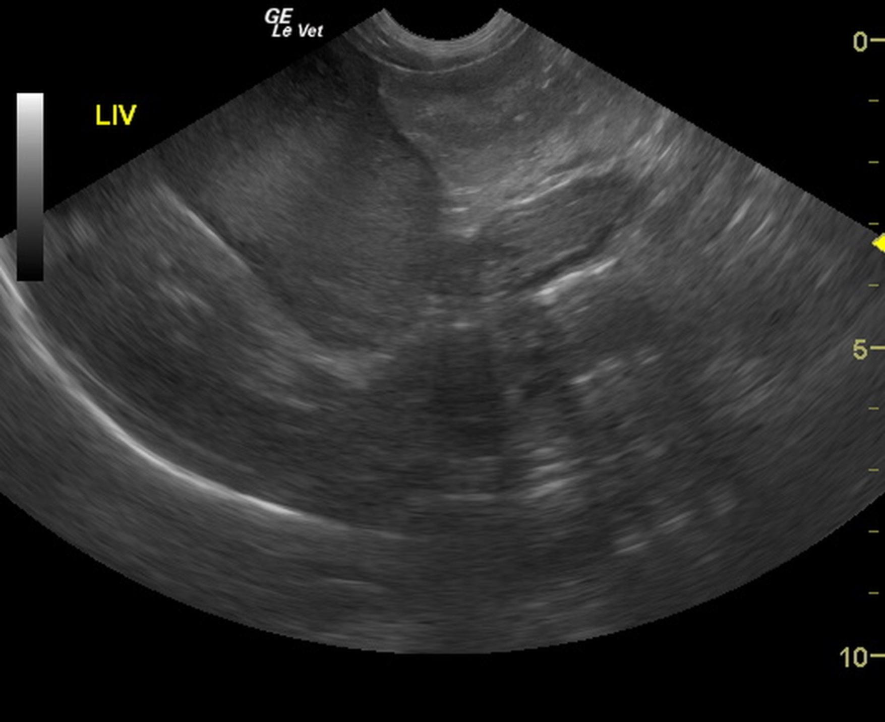 Prostatic carcinoma in a 12 year old MN Schnauzer with an apical ...
