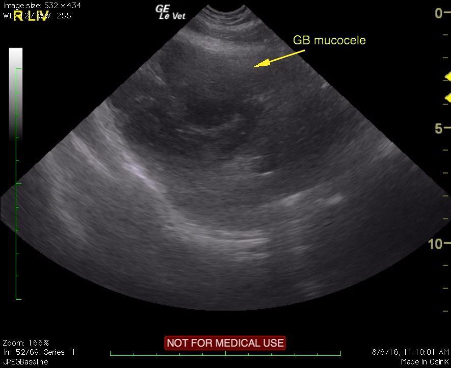 Ruptured gallbladder mucocele and bile peritonitis in a 6 year old FS ...
