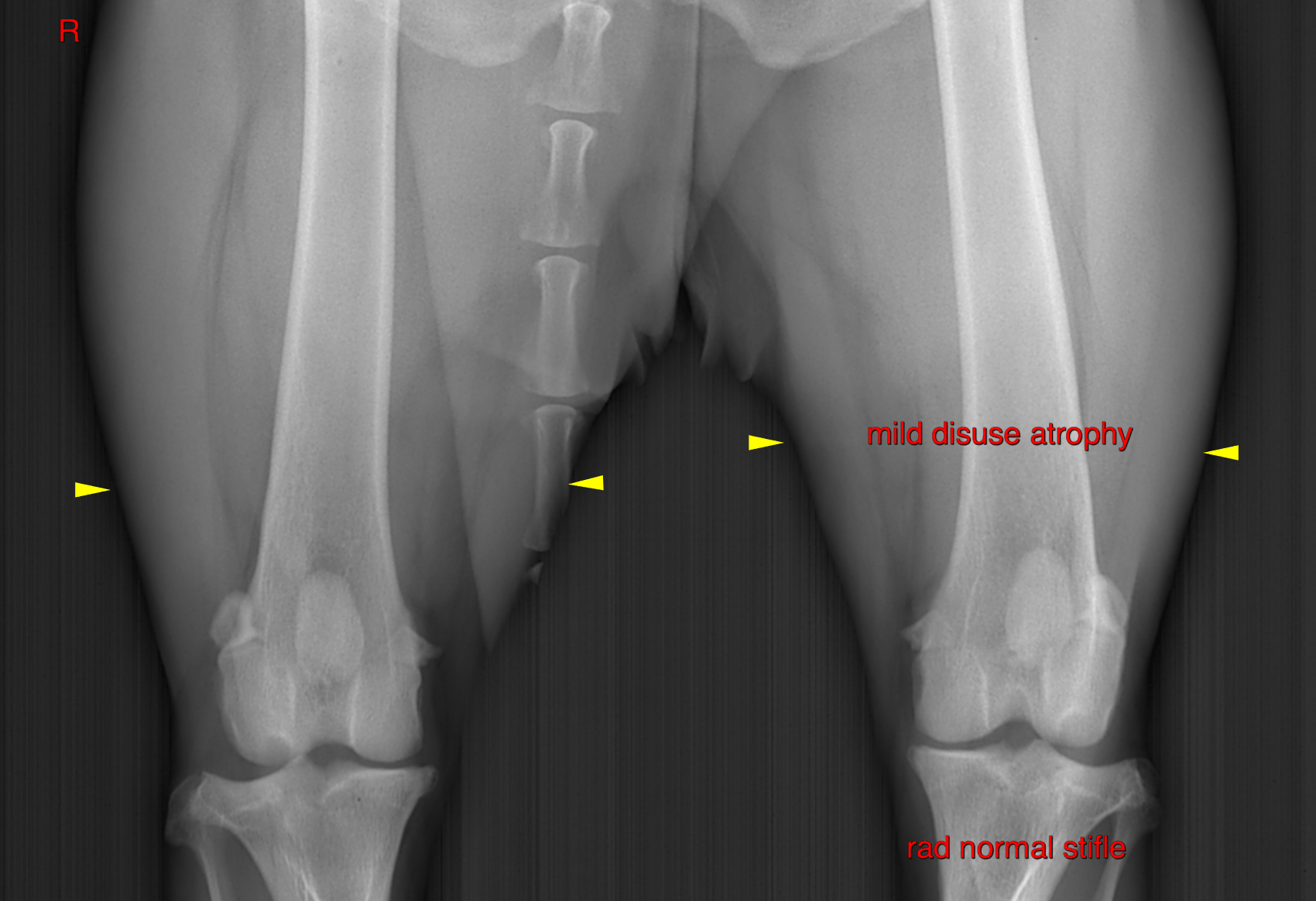 RAD and ORTHO- Coxofemoral arthritis and cranial cruciate ligament(CCL ...
