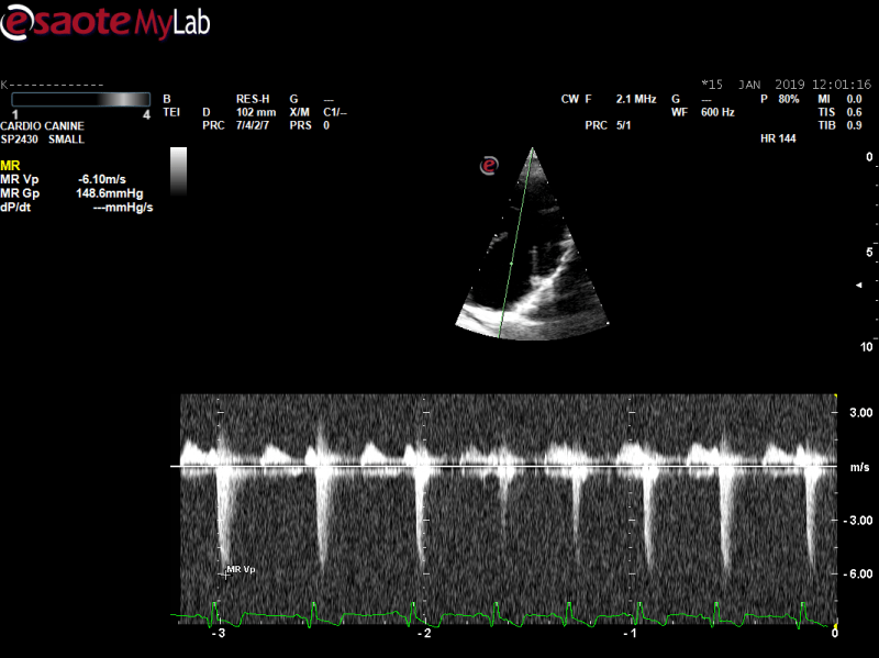 SAS in a Whippet - Members