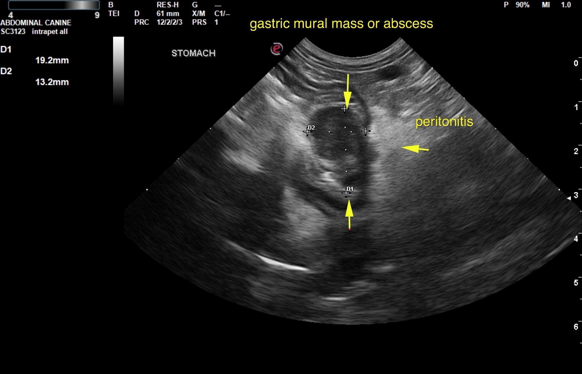 Gastric mural mass vs abscess in a 11 year old FS Miniature Schnauzer ...